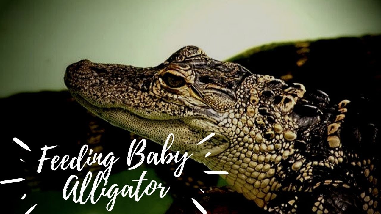 Baby Alligator Eats Mouse - Feeding Baby Alligator - YouTube
