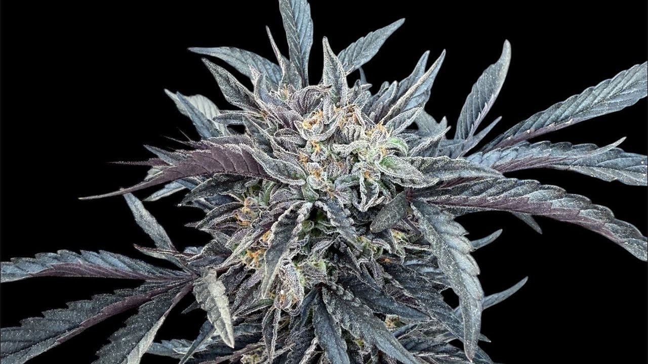 Capulator “Slip ‘N Spray” Seed to Harvest Homegrown Outdoor Winter Run ...