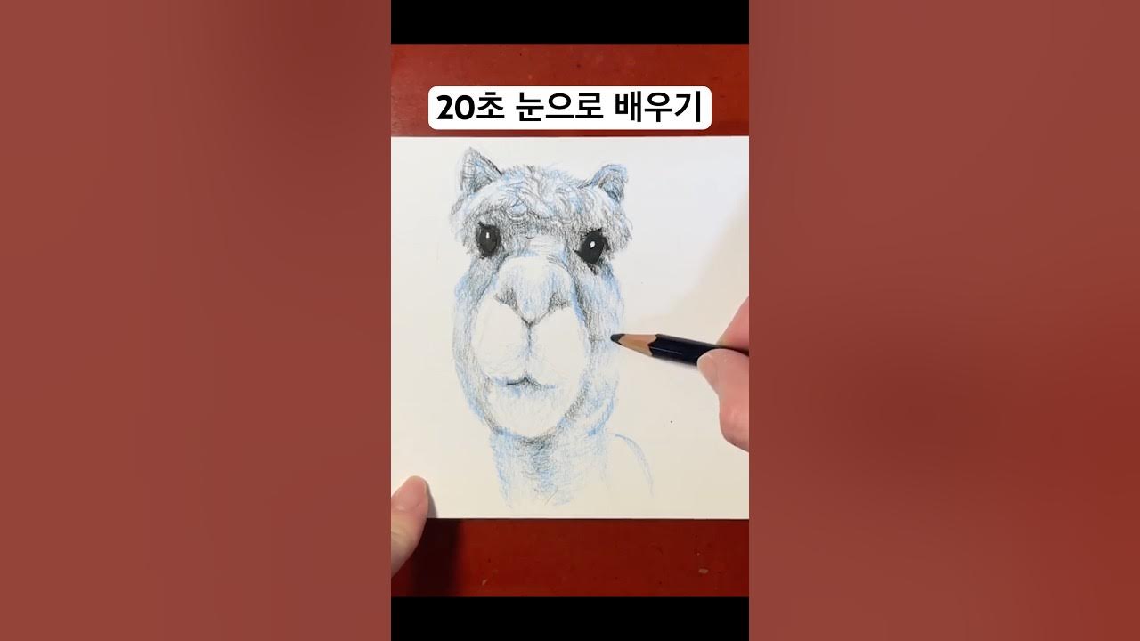 왕초보를 위한 20초 그림배우기 알파카 색연필화 🦙🤍 Lets Draw An Alpha Draw 그림 알파카그리기