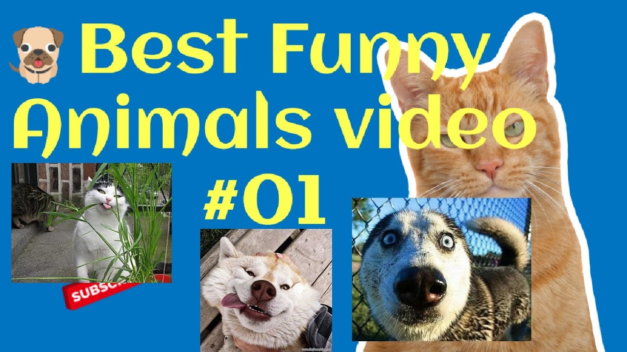 Best Funny Animals video #01 II Best of 2022 Funny Animals video - YouTube