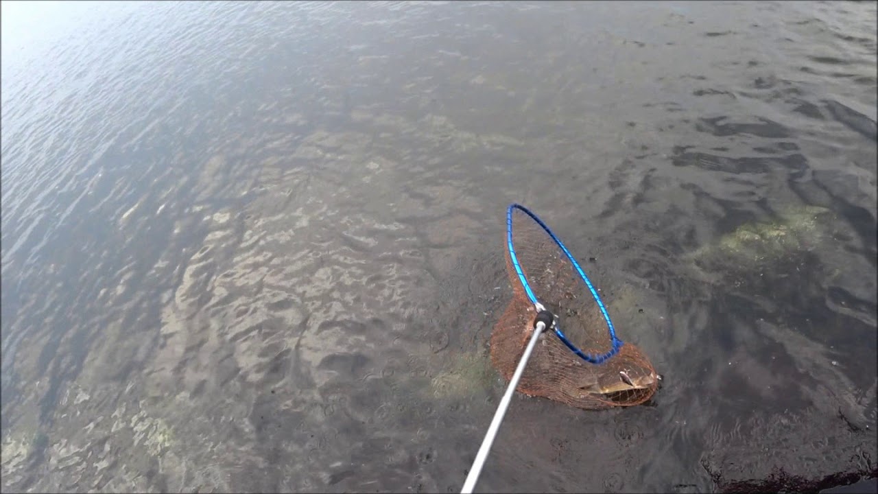 Sea bass e Magochi na artificial!#fishing#vibretion#Nakaumi#Shimane ...