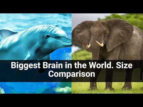 Biggest Brain in the World. Size Comparison - YouTube
