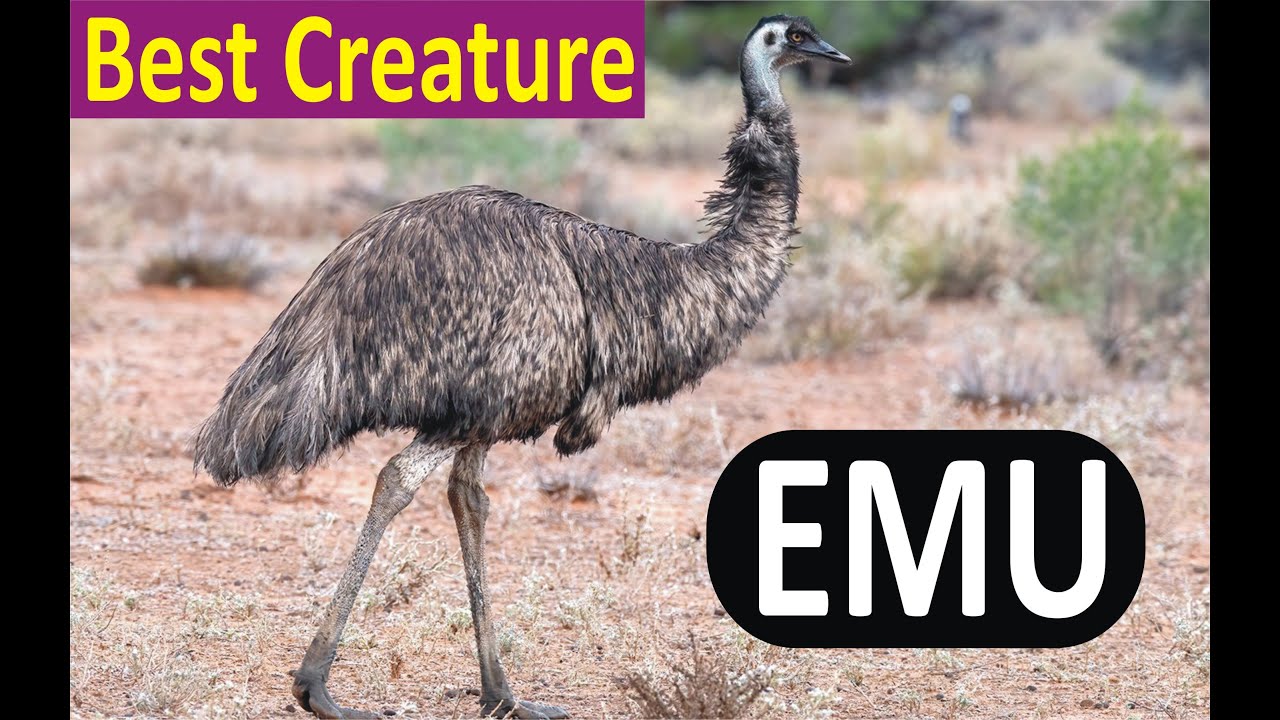 Emu - Best creature of the universe - YouTube