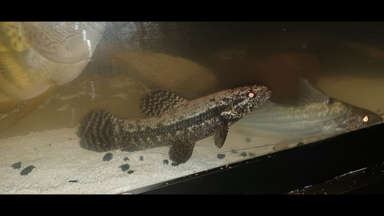 My Black Wolffish (Hoplias Curupira) - YouTube