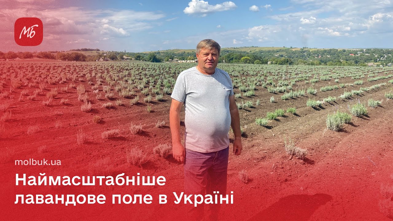 На Буковині висадили найбільше в Україні лавандове поле Youtube