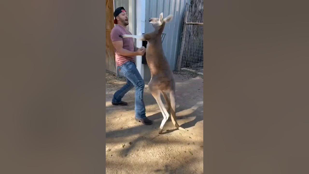 human vs kangaroo #tiktok - YouTube