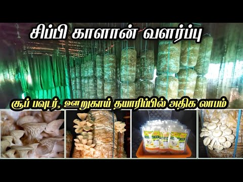 சிப்பி காளான் வளர்த்து சூப் பவுடர் ஊறுகாய் தயாரிப்பில் அதிக லாபம் ...