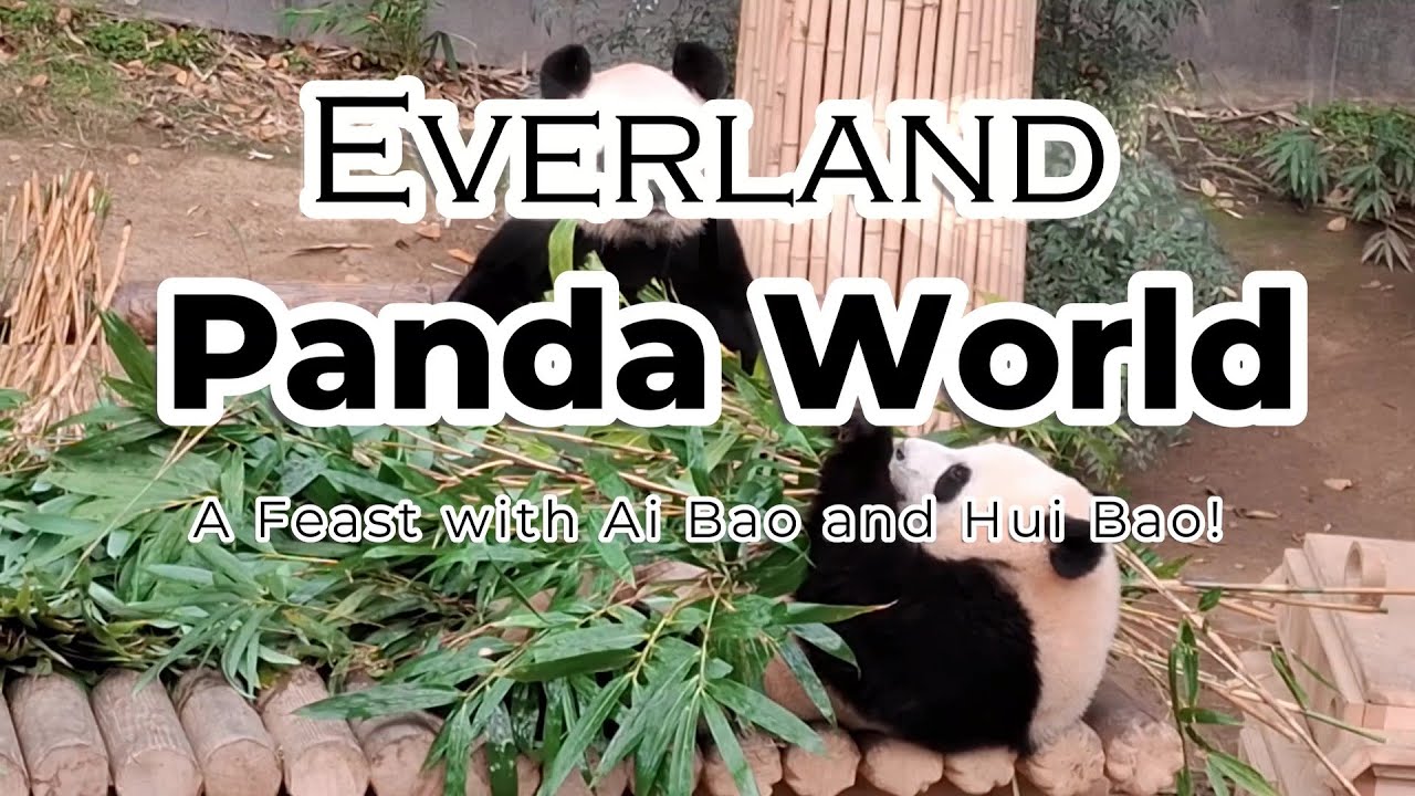 Travel diary in Korea, Panda Feast with Ai Bao and Hui Bao at Everland ...
