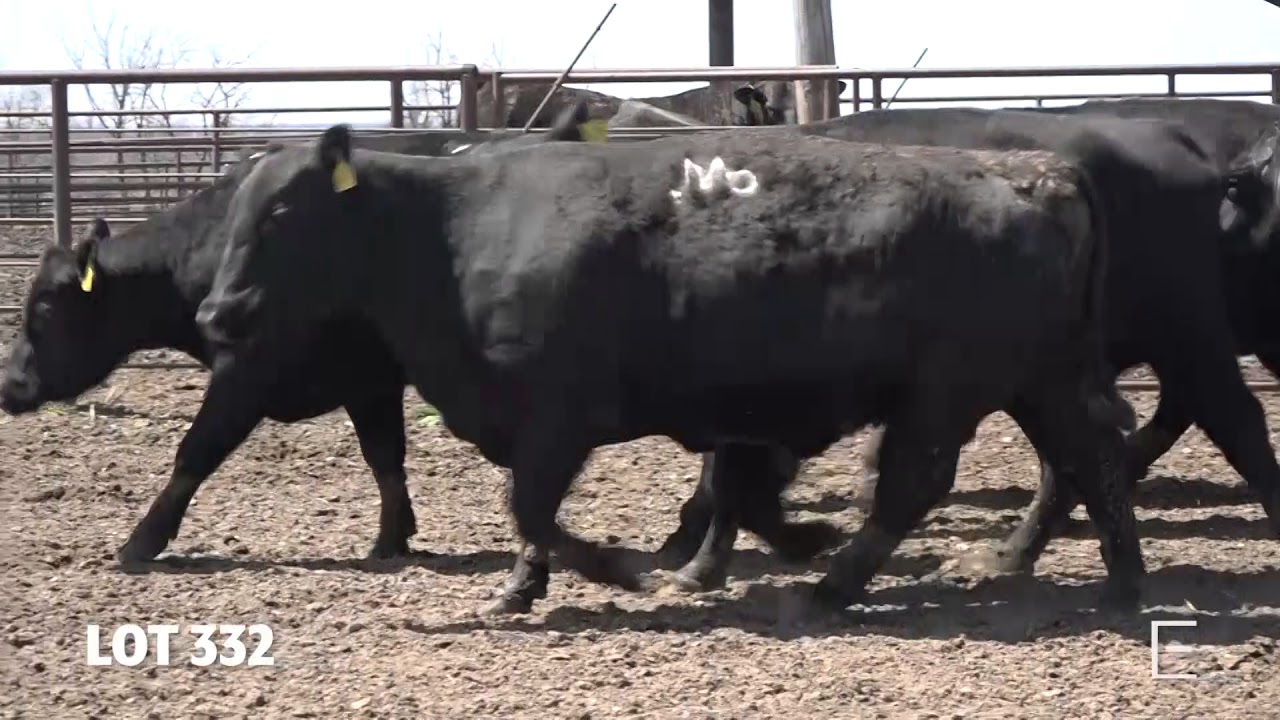 Ogden Angus Ranch LOT 332 - YouTube