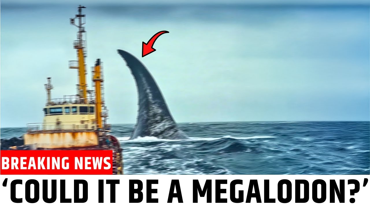 Ship Crew Captured RARE Shark Footage That Experts Say Could Be Proof ...