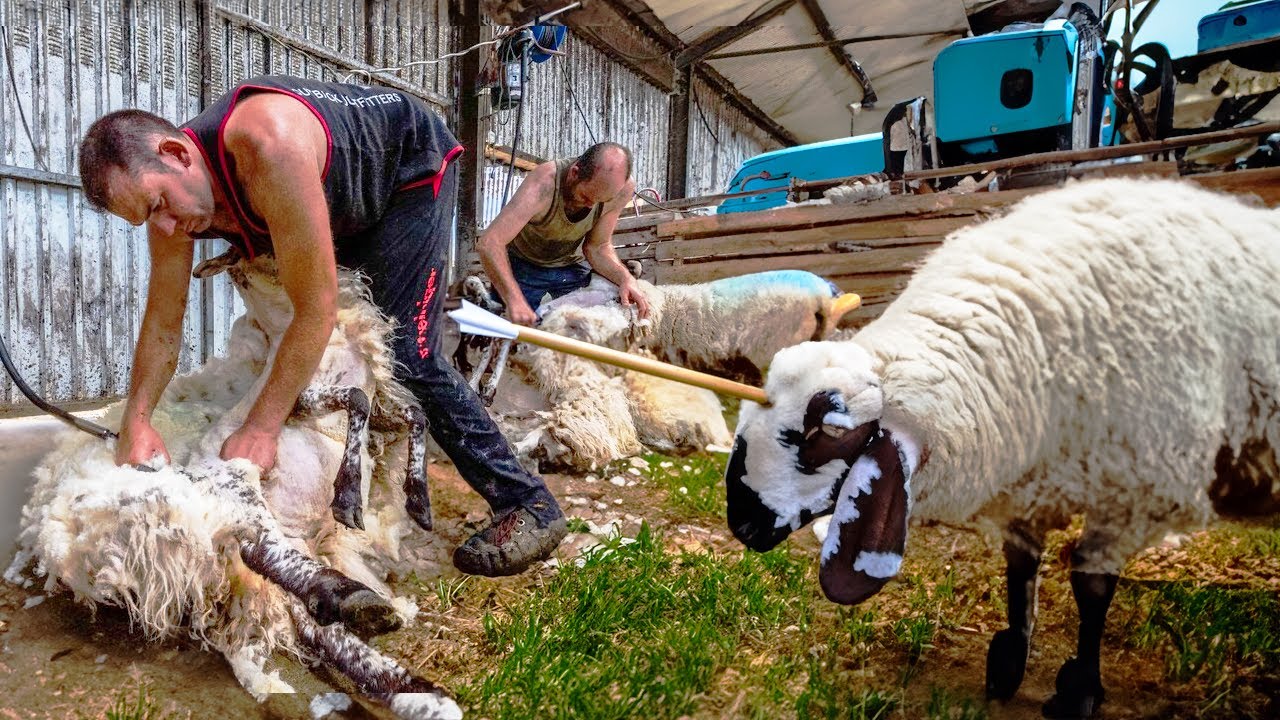 AMAZING Modern Sheep Shearing Farm - Satisfying - YouTube