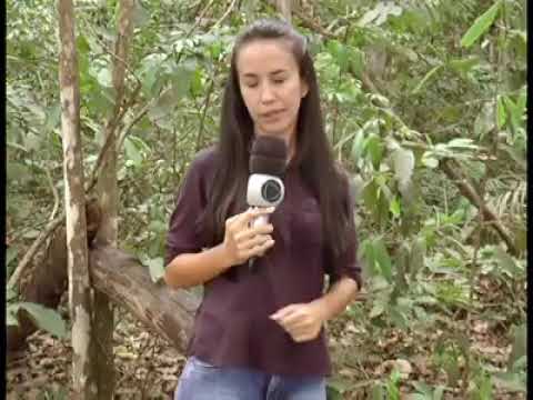 #PARÁ | Avião que caiu há 40 anos é encontrado somente agora no Pará...Uma História perdida na mata.