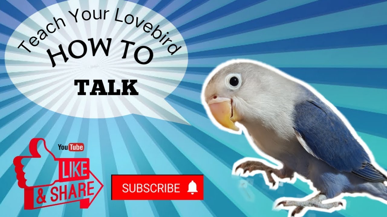 How To Teach Your Lovebird To TALK - YouTube