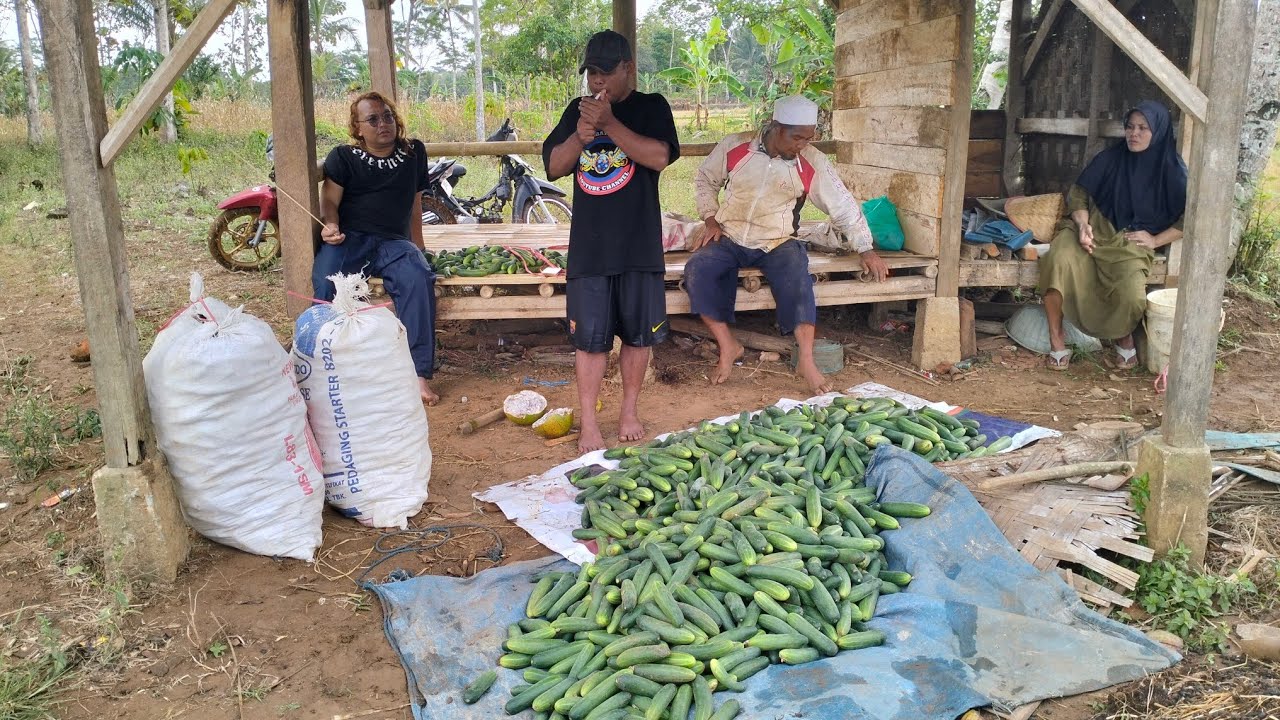 NYOBAIN BUAH BRENUK DI ALAM - YouTube