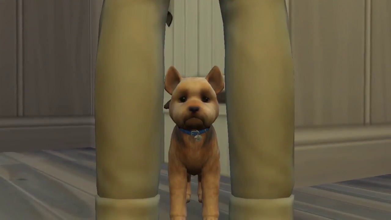 sims yorkshire terrier - YouTube