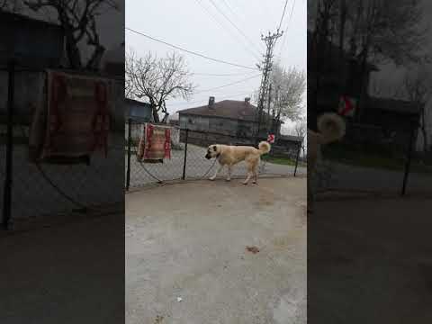Kurt Bogan Sivas kangal saf irki