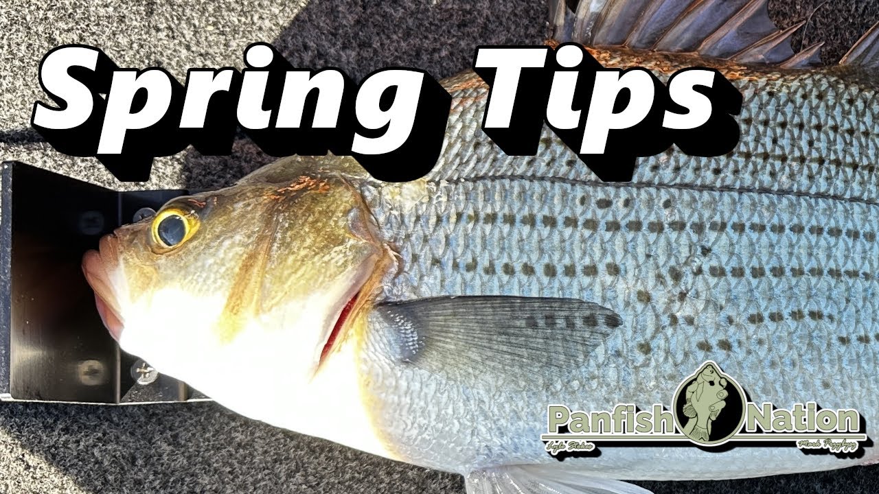 Spring Panfishing Tips! - YouTube