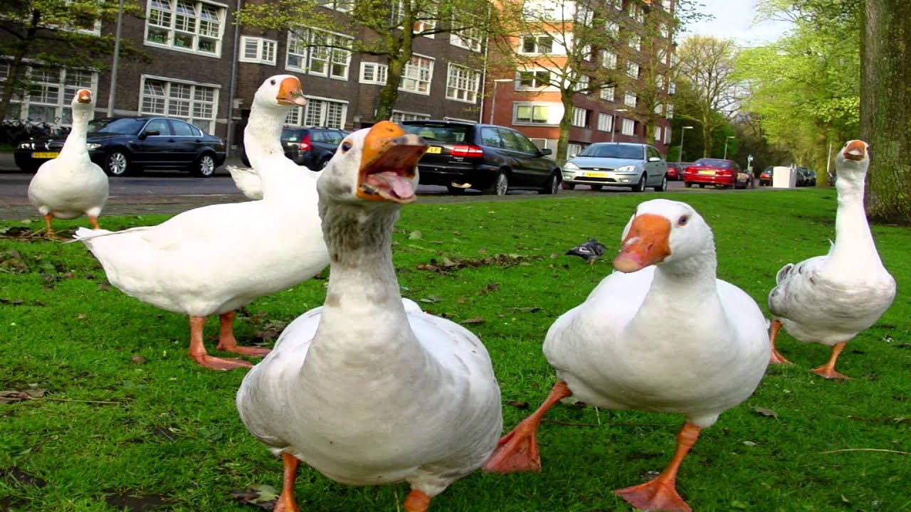 Geese Honking/ Gänse Hupen/ Gęsi SOUND EFFECTS - YouTube