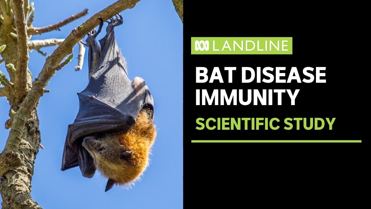 Scientists are studying why bats are immune to the deadly viruses they ...