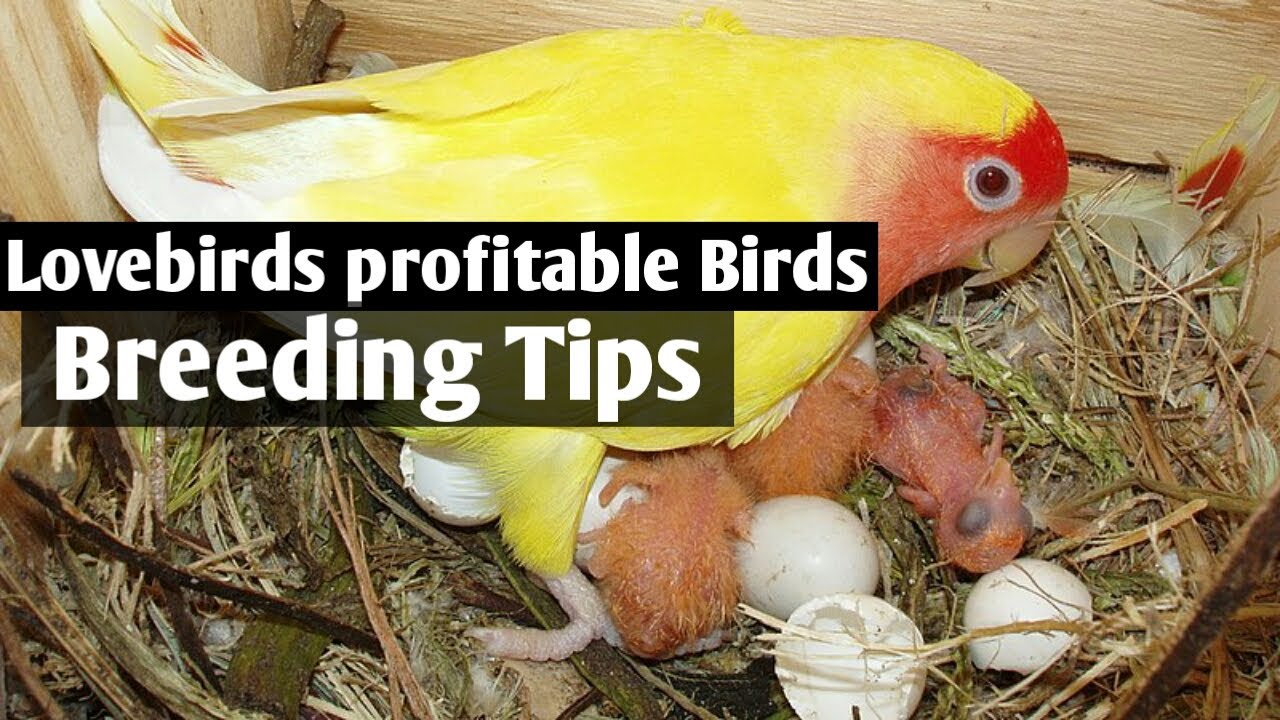 Lovebirds profitable Bird and Easy Breeding Tips - YouTube