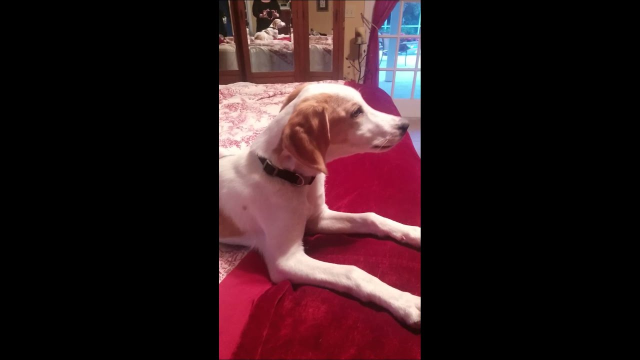 American Fox Hound puppy howling - YouTube