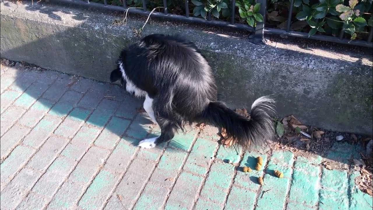 DOG SHIT ON COMMAND !!! - YouTube