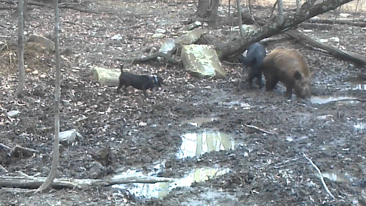 Patterdale baying hogs - YouTube