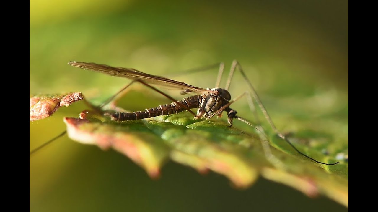 Wintermug Trichocera saltator, zwermpje - YouTube
