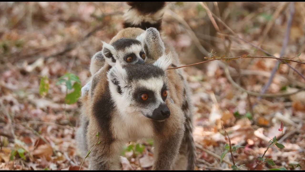 Lemurs in Depth: Golden Bamboo Lemur, Ring tailed Lemur, and Sifakas ...