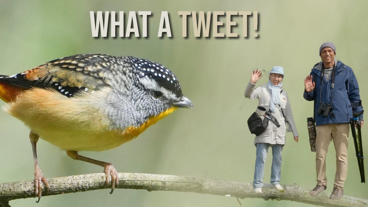 Birding Shepherds Bush | Sony A6700 is Bonza for Birds - YouTube