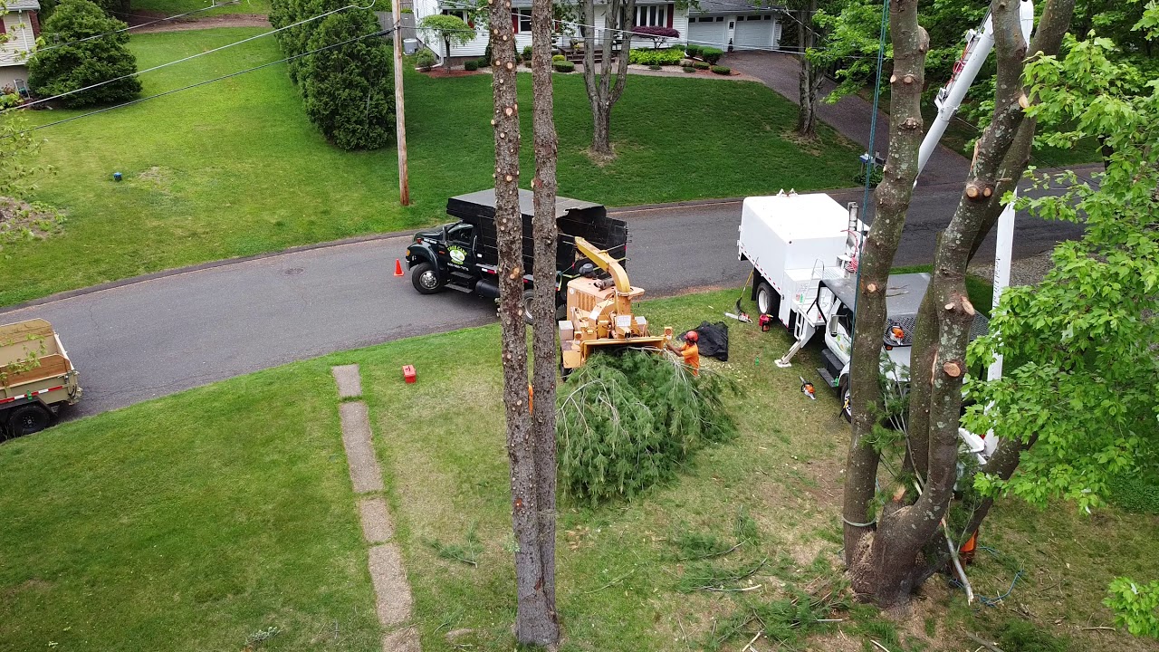Tree chipping - YouTube