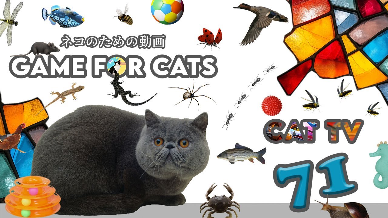 Cat Games | Mouse, rope, bird, crab... CAT GAMES 71 | 2 HOURS 🐝🐞🦋🦎🦜🐜🐭 ...