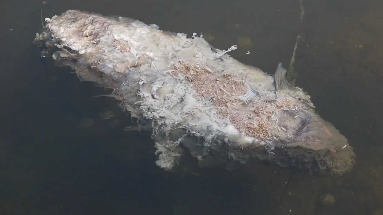 Wiggly Ugly Maggots Feast on a Rotten Dead Fish - YouTube