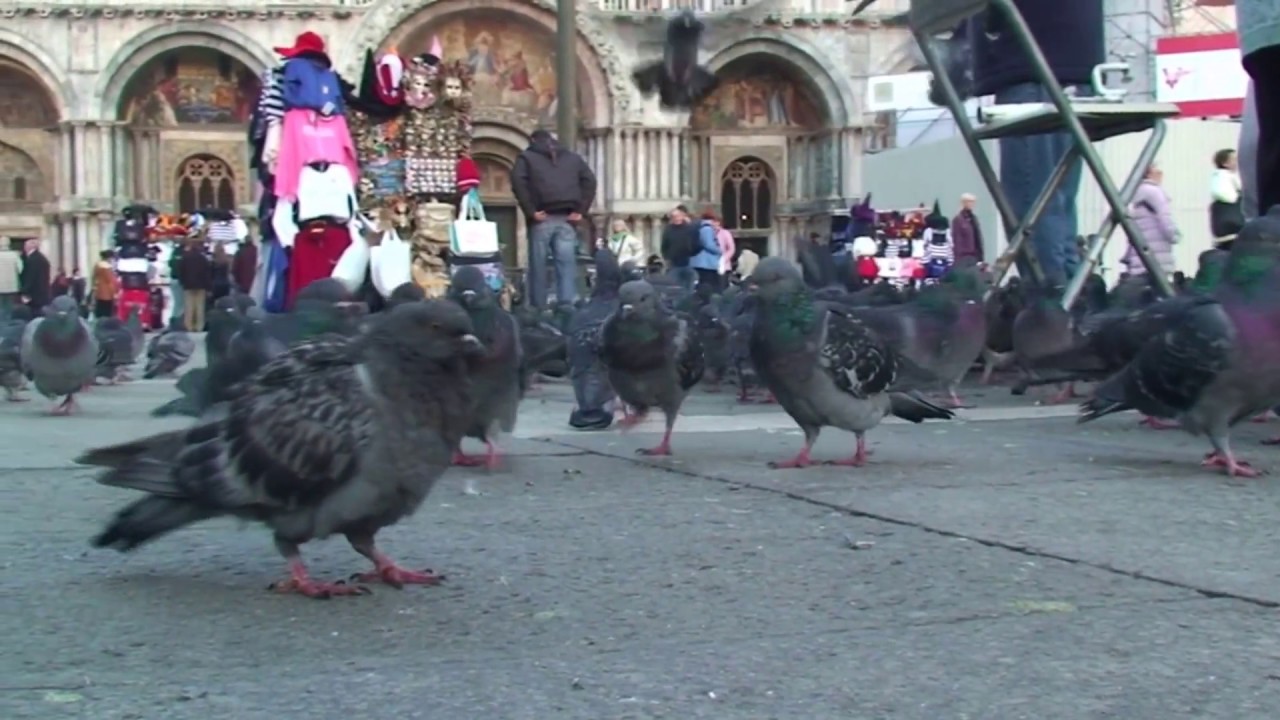 pigeons of st marks square Venice Italy - YouTube
