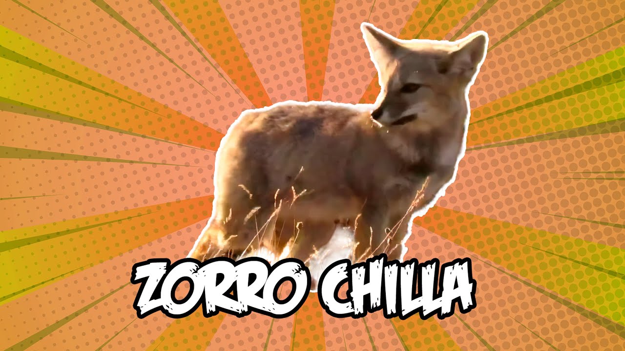 Zorro Chilla | Animales chilenos superasombrosos - T2E10 - YouTube