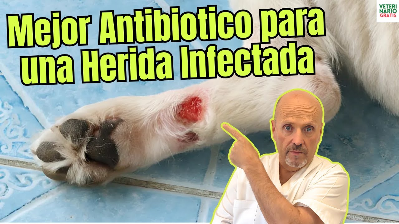 🐶🩹 EL MEJOR ANTIBIÓTICO para PERROS con una HERIDA INFECTADA 💊 🚨🩺 ...