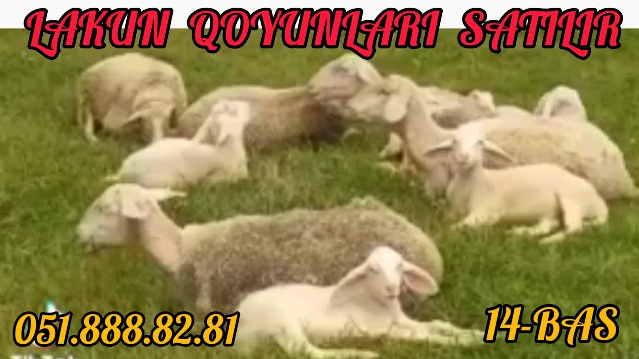 Lakun Qoyunlari Satilir 051_070(888-82-81) #lakun #qoyun - YouTube