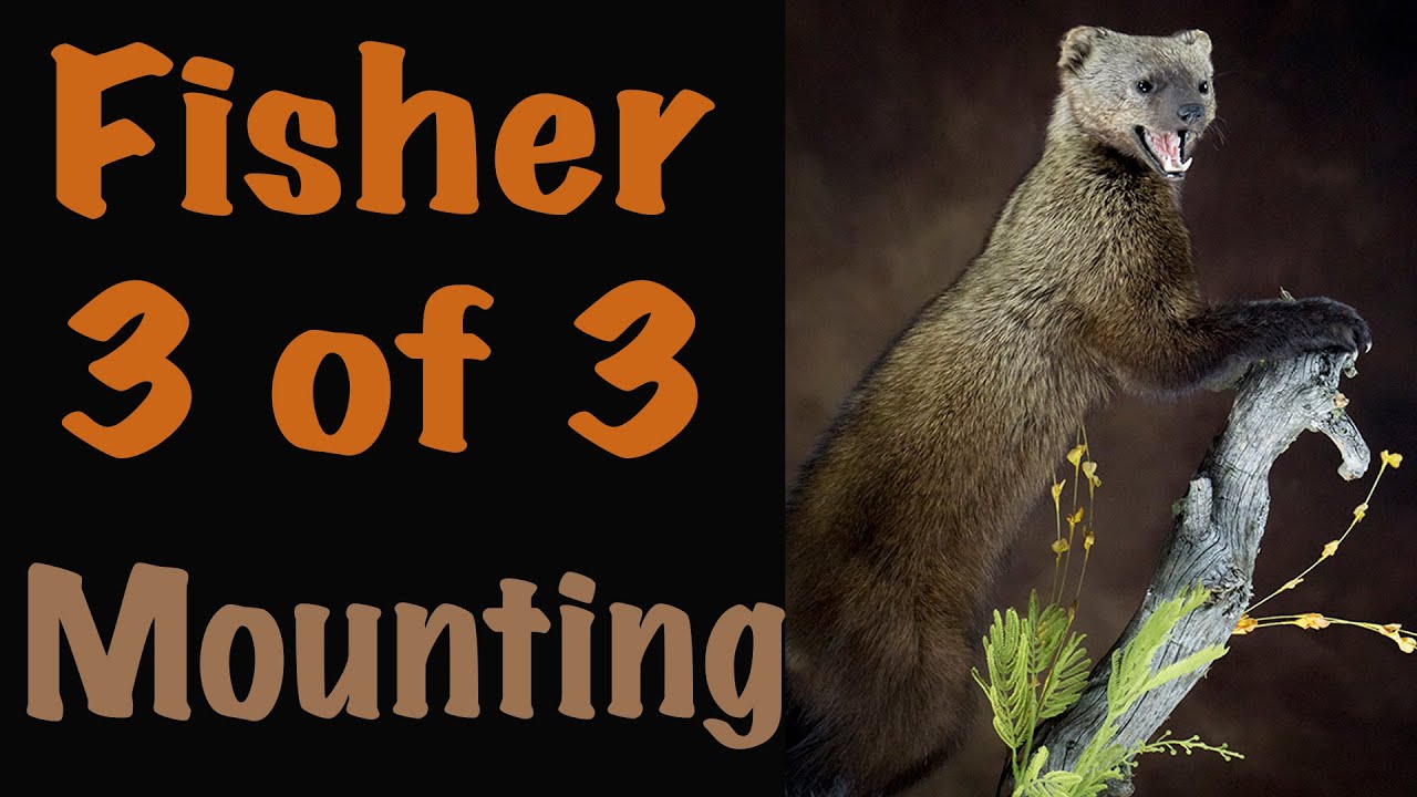 Fisher 3 of 3, Mounting , Art of Taxidermy. - YouTube