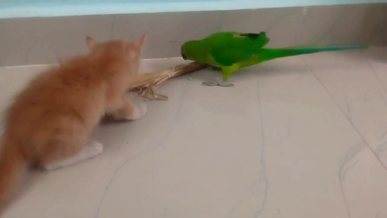 Parrot and cat eating Palmyra tuber - YouTube