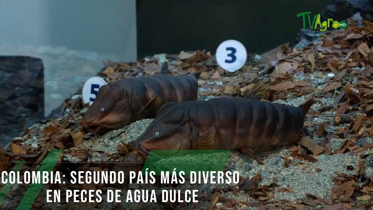 Colombia: segundo país más diverso en peces de agua dulce - TvAgro por ...