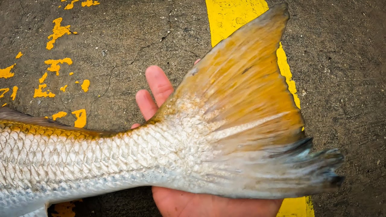What's wrong with this fish? - Weird Fishing Catch - YouTube