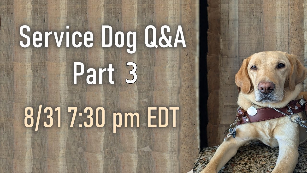How Much Does a Service Dog Cost? | Service Dog Training Costs & Q&A ...