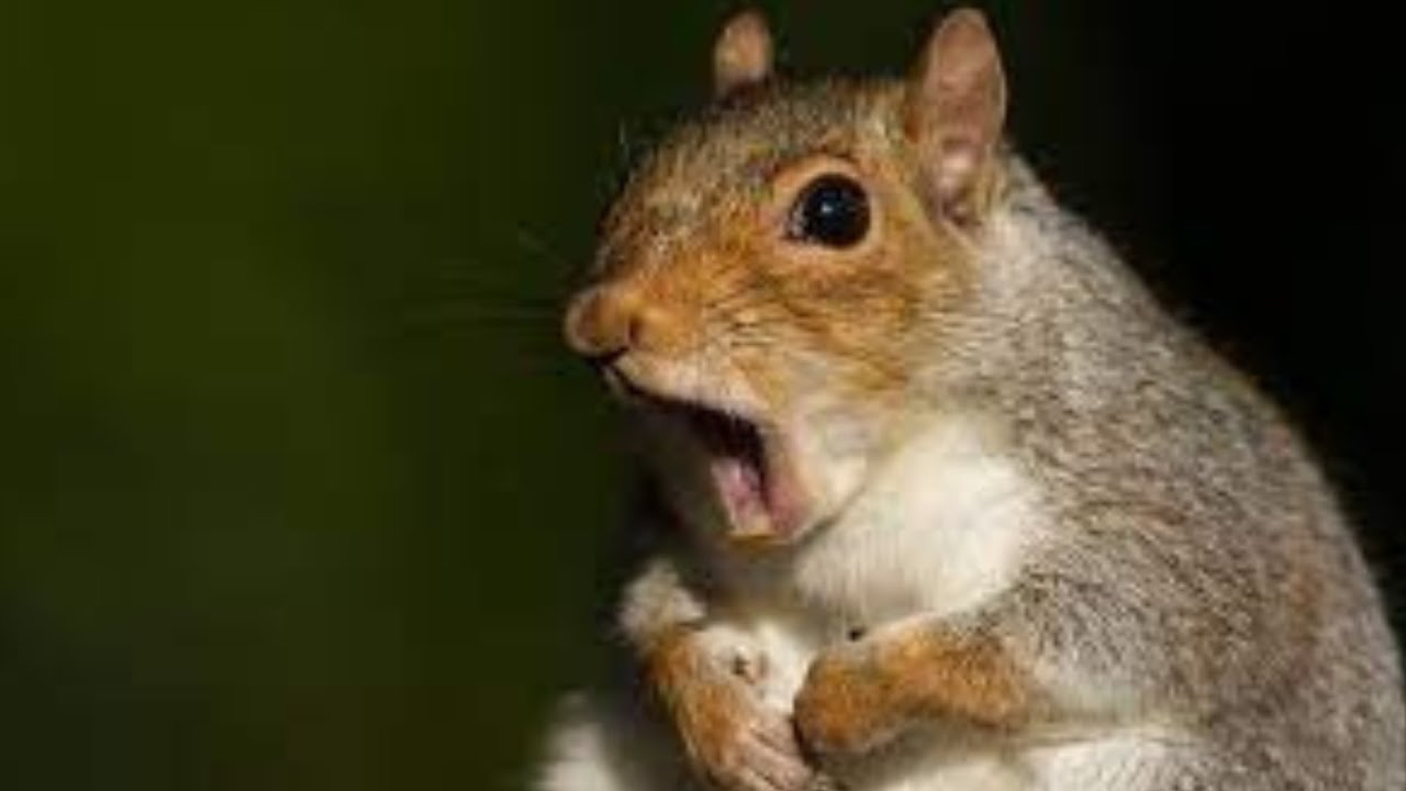 SQUIRREL STAPLER - YouTube