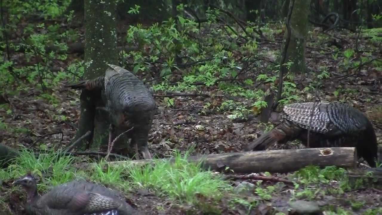 Episode 3 Spring Turkey PA - Canada Moose Hunt - TripleMAG - YouTube