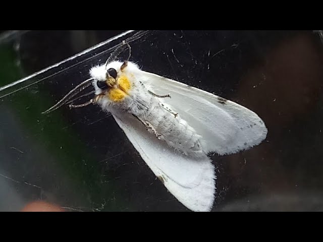 White Moth Flying