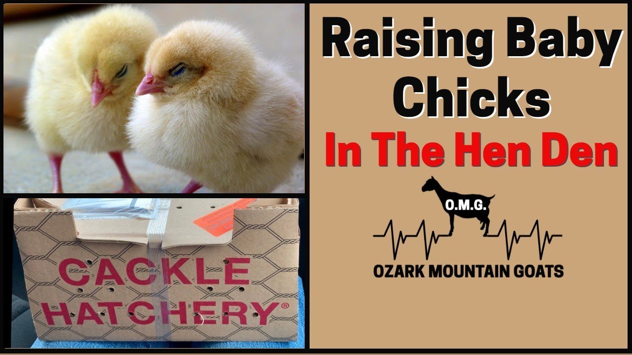 Raising Baby Chicks and Setting up a Brooder - YouTube