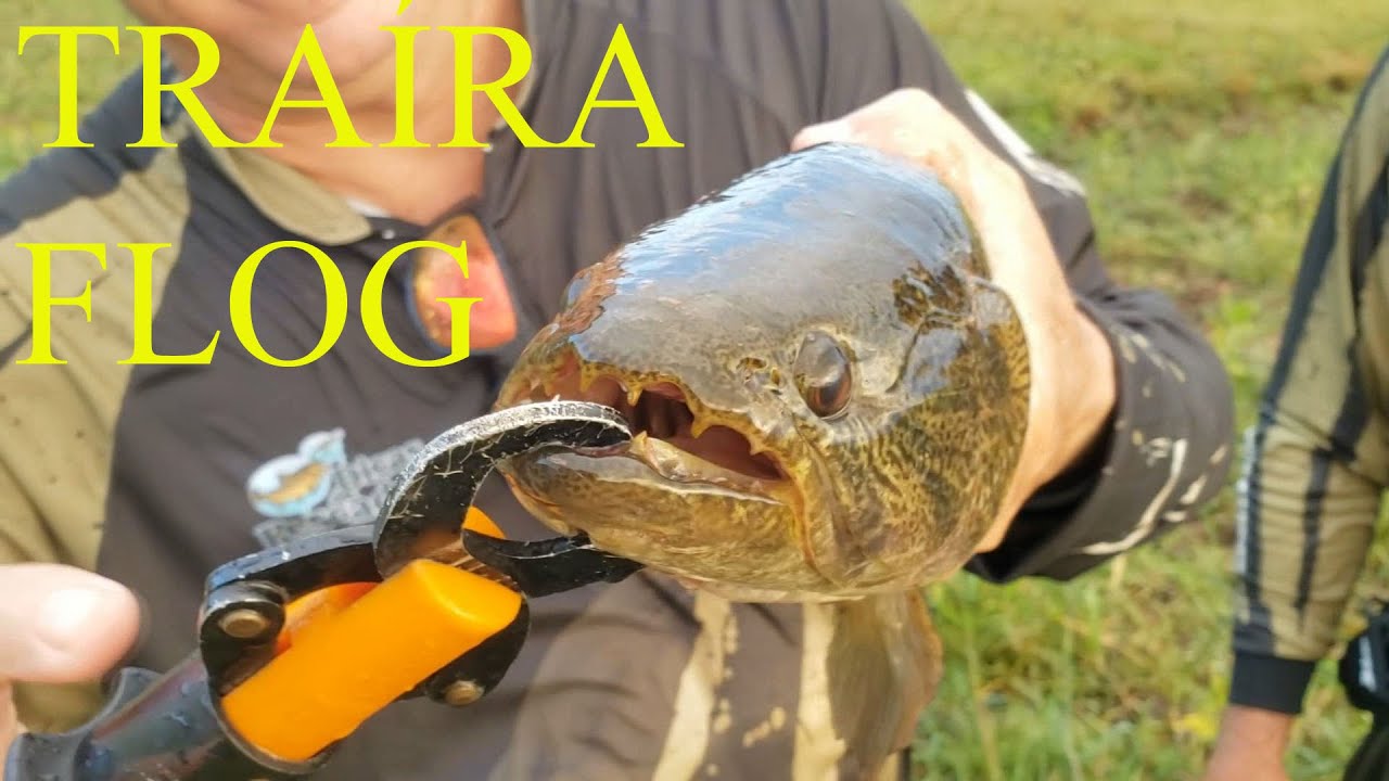 PESCA TRAIRA NO SAPINHO, FLOG - YouTube