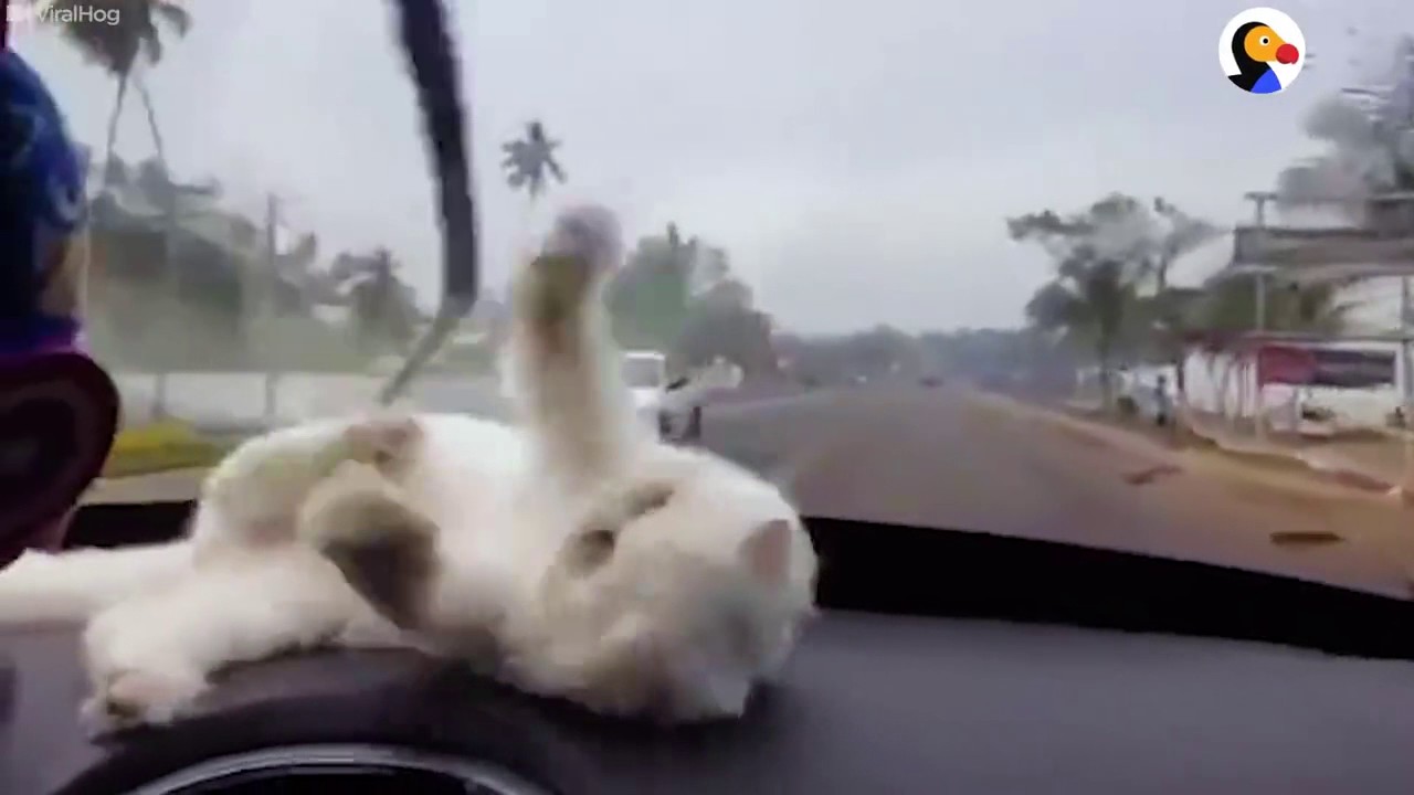 The Funniest Cat On the Car - YouTube