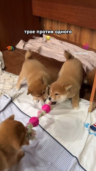 Перетягивание каната 😂 #собака #puppy #животные #собаки #animals - YouTube