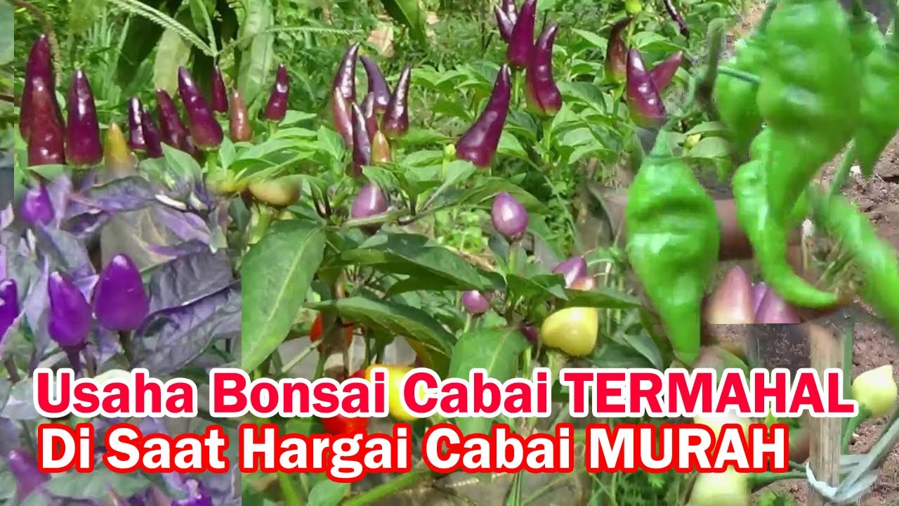 Peluang Usaha Bonsai Mini Cabe Warna-Warni TERMAHAL Di Saat Harga Cabai ...